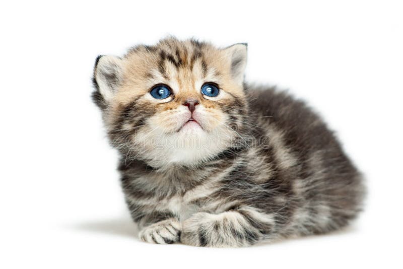 British kitten stock image. Image of lovable, pedigreed - 27187239