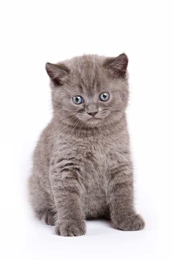 British kitten stock image. Image of animal, sweet, alone - 7688347