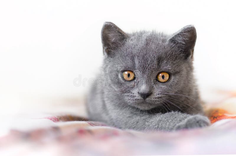 British kitten stock image. Image of curious, cute, furry - 34554355