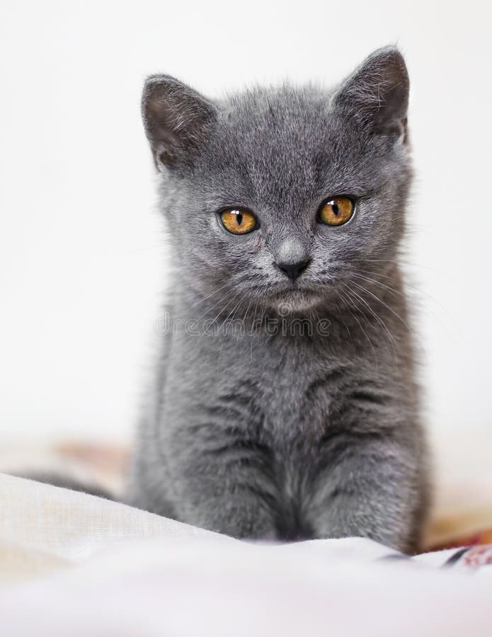 British kitten stock photo. Image of expression, eyes - 34916684