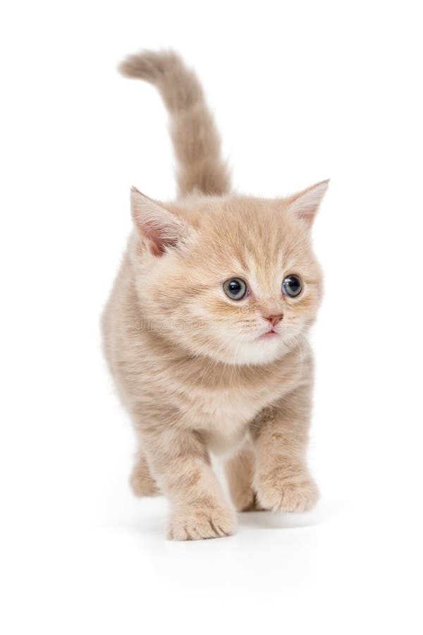 British Kitten in Beige Color Stock Image - Image of sitting, striped ...