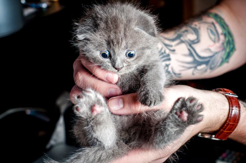 British Kitten in Human Hands Stock Image - Image of beautiful, happy ...