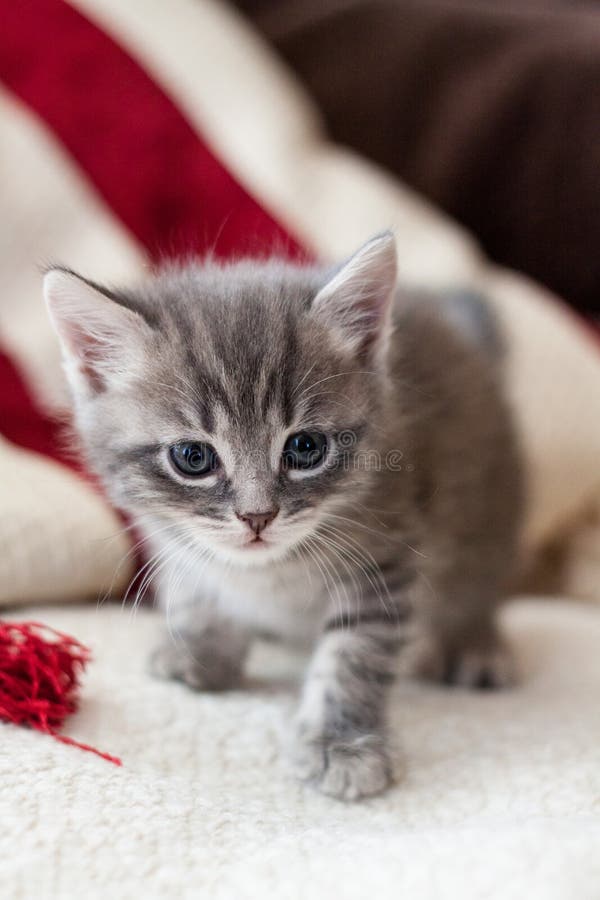 The British Kitten Looks Very Closely. Gray Kitten is Very Beautiful ...