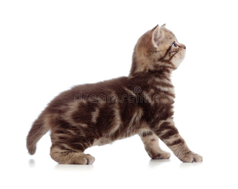 British Kitten Profile Side View Stock Image - Image of baby, play ...