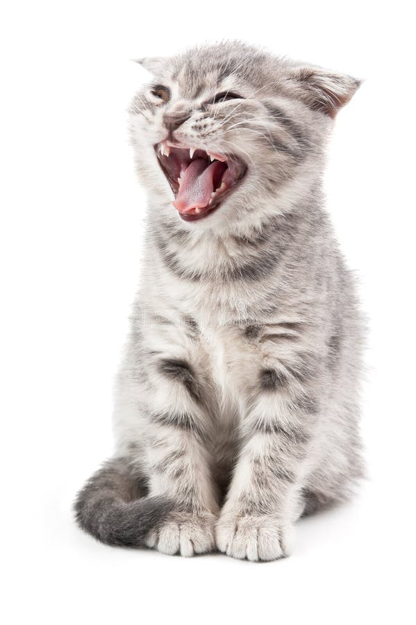 Roaring kitten stock image. Image of kitty, predator - 11017723