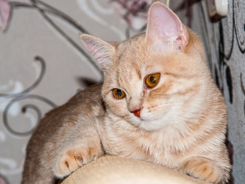 British kitty stock image. Image of british, brown, wall - 43113063