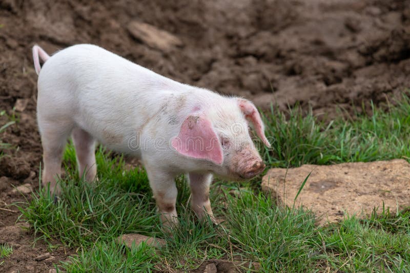 British Landrace piglet stock image. Image of outdoors - 333870935