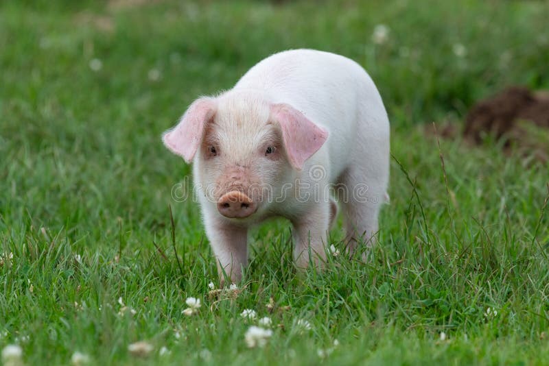 British Landrace piglet stock photo. Image of agriculture - 333872190
