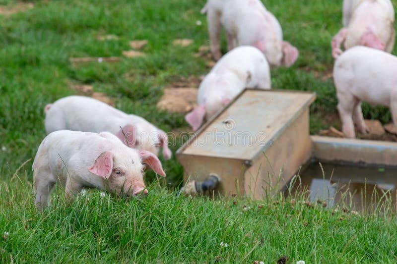 British Landrace piglets stock image. Image of closeup - 333870773