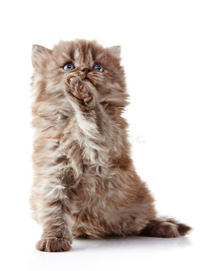British long hair kitten stock photo. Image of kitty - 38581362