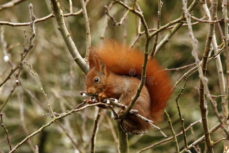 British Red Squirrel stock image. Image of feeds, branches - 29487117