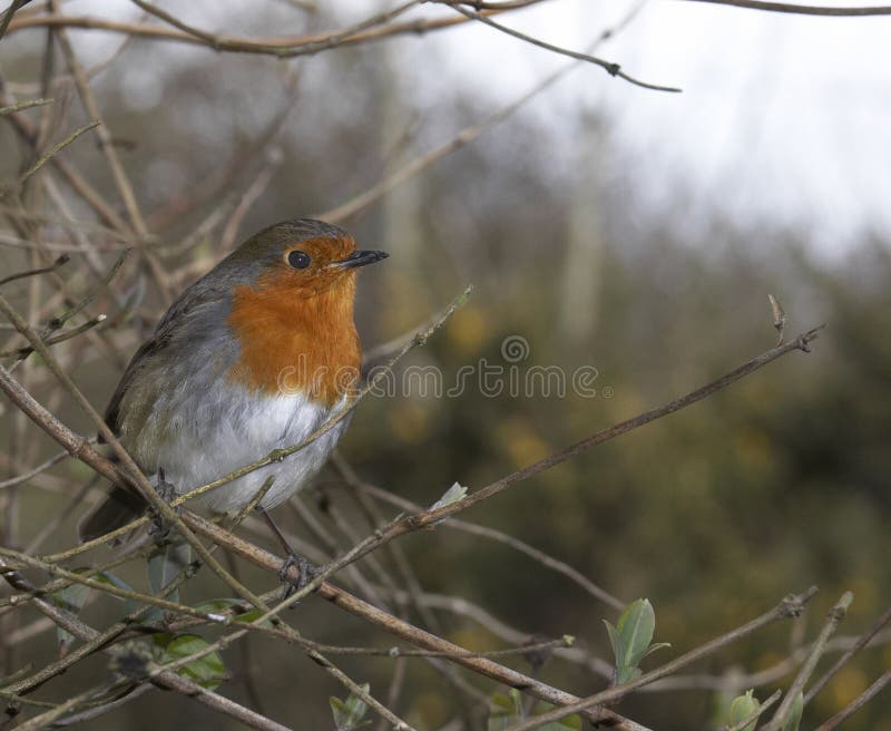 British Robin stock photo. Image of endangered, beautiful - 2015530