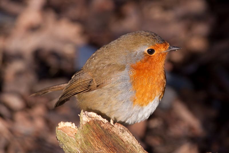 Christmas Winter Robin on Icy Snowy Ground Stock Photo - Image of ...