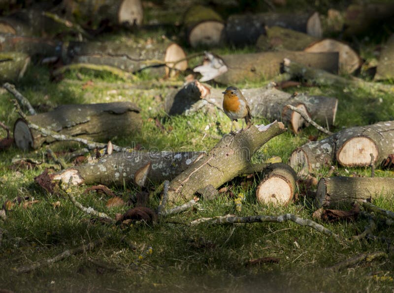 British Robin on a Log stock photo. Image of grass, habitat - 159165514