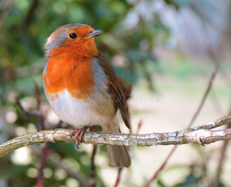British Robin on a twig stock image. Image of wildlife - 83561751