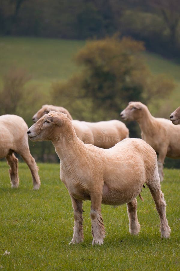 British sheep stock image. Image of kingdom, farming - 246603623