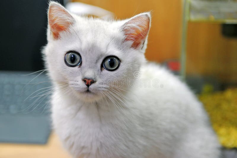 Cute Cat keep alert stock photo. Image of laptop, cute - 226607686