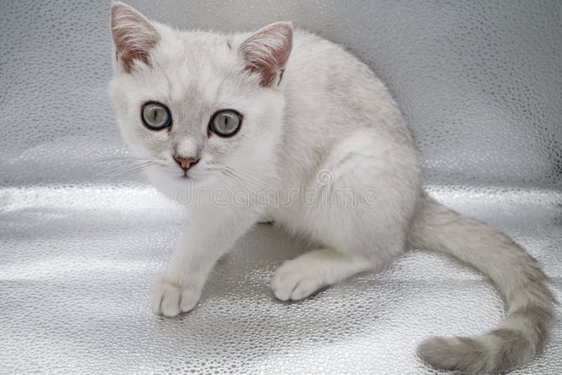 Cute Cat keep alert stock photo. Image of mouse, alert - 226607682