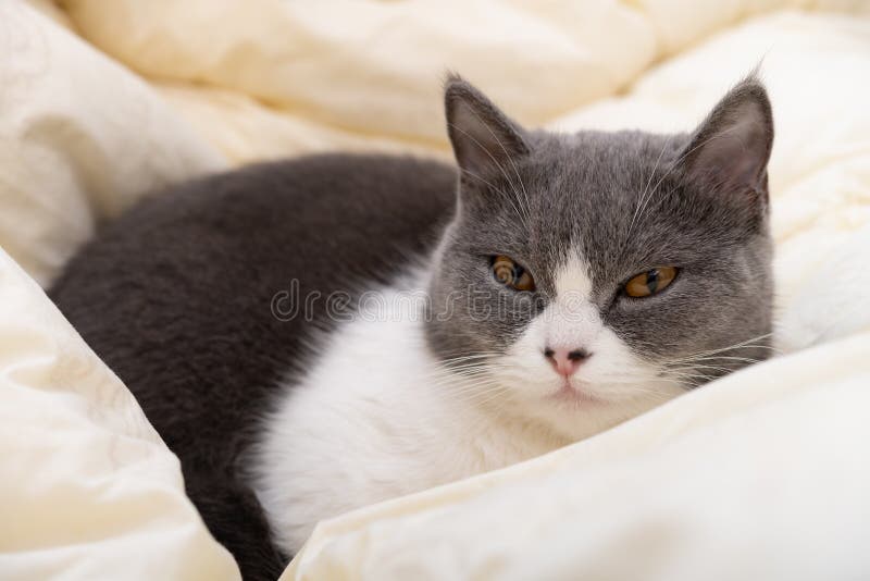 A British Short Hair Cat Lying on a Quilt Horizontal Composition Stock ...