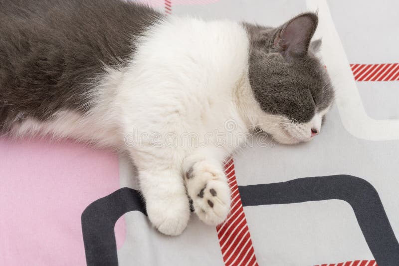 A British Short Hair Cat Sleeping on the Bed Comfortablely Stock Photo ...