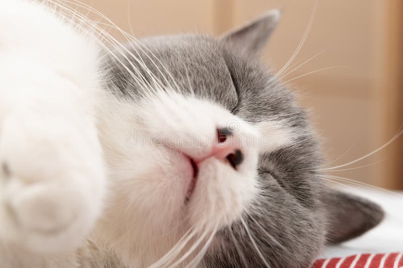 A British Short Hair Cat Sleeping on the Bed Comfortablely Stock Image ...
