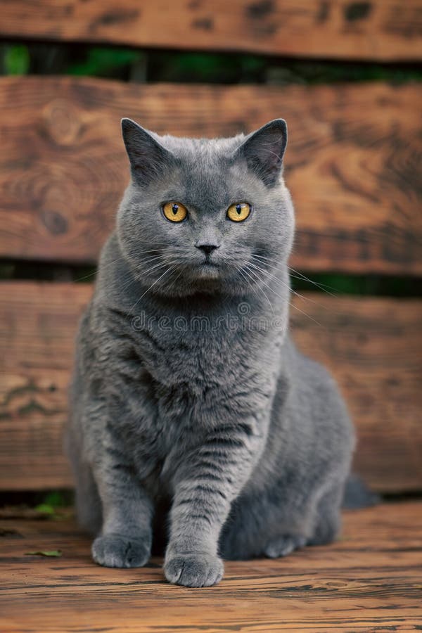 British Short Hair Crossbred Cat Outside in a Harness Stock Image ...