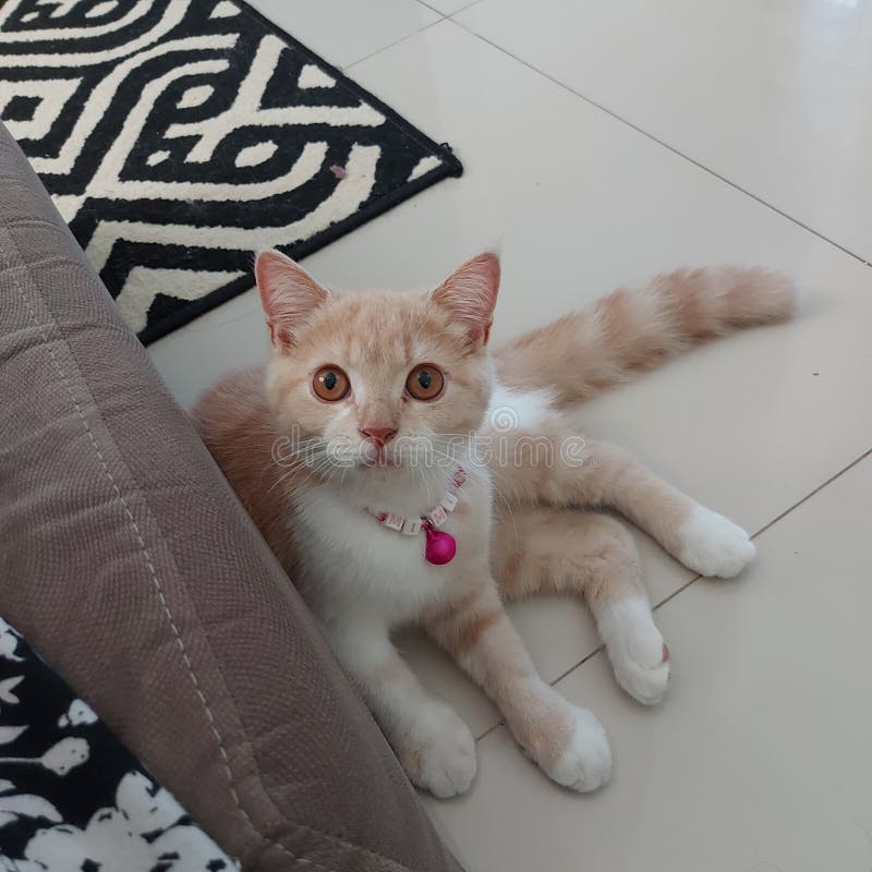 British Short Hair Flat Nose Cat Stock Photos - Free & Royalty-Free ...