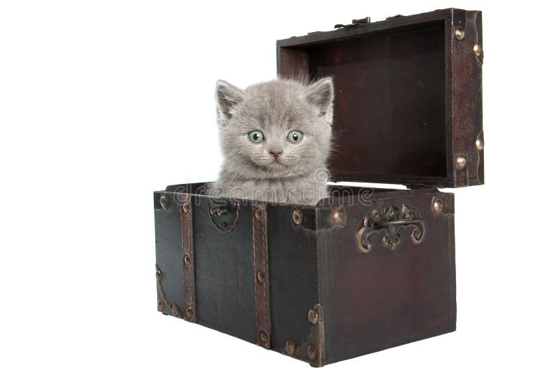 British Short-hair Kitten in a Chest Stock Image - Image of kitten ...