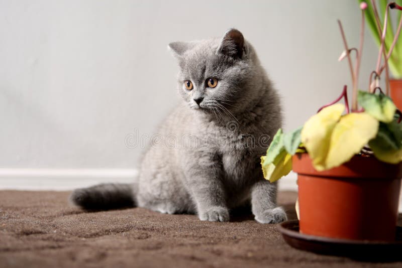 British Shorthair baby stock photo. Image of blue, leaves - 37566532