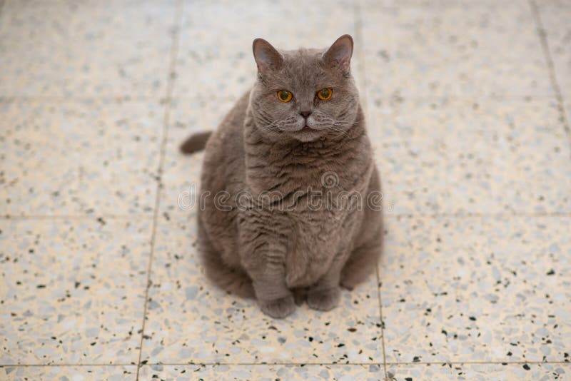 British Shorthair, Big Cat, Sitting and Looking at the Camera. Stock ...