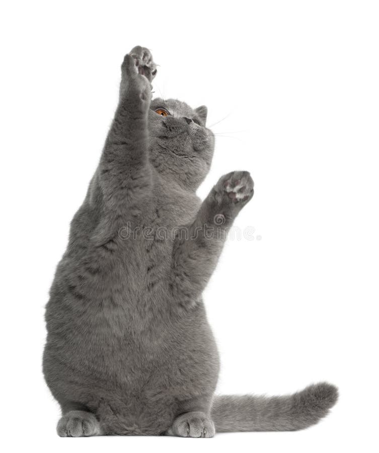 British Shorthair Cat, 5 Months Old Stock Photo - Image of grey, young ...