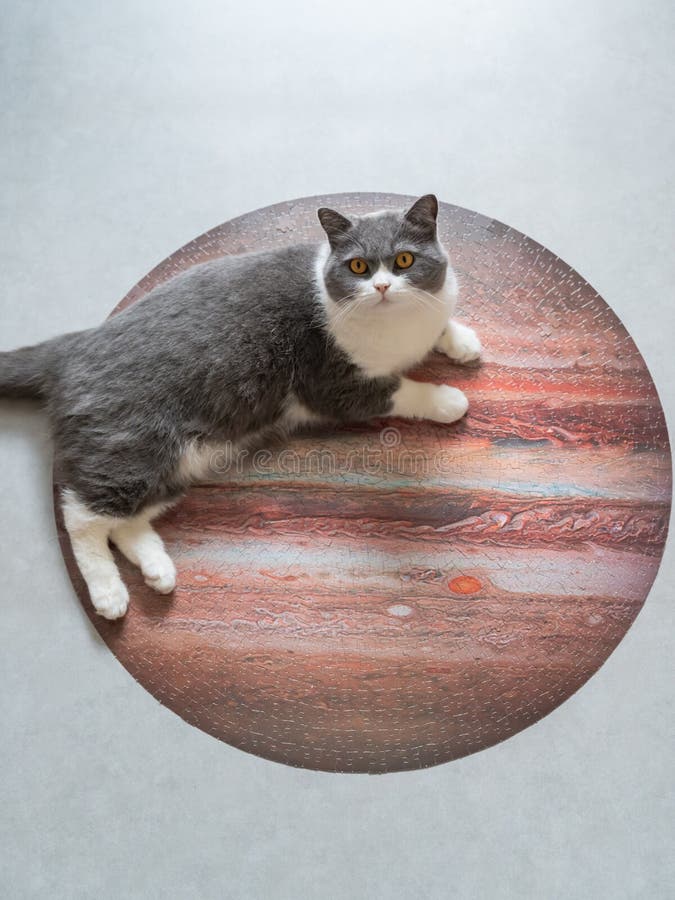 British Shorthair Cat on Jupiter Puzzle Stock Image - Image of tummy ...