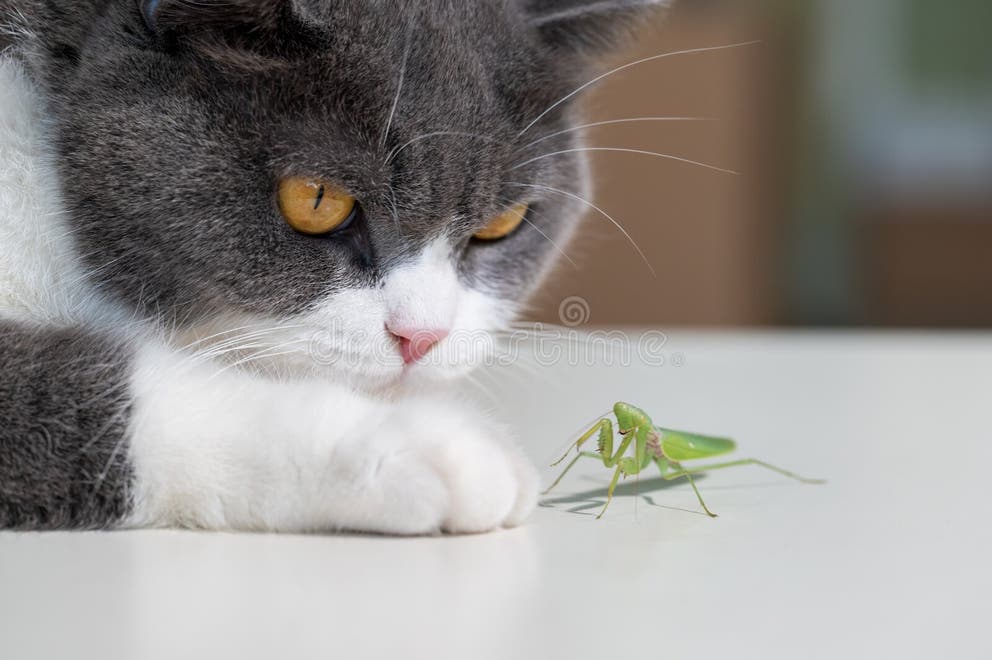British Shorthair Cat Looking at Mantis Stock Image - Image of animal ...