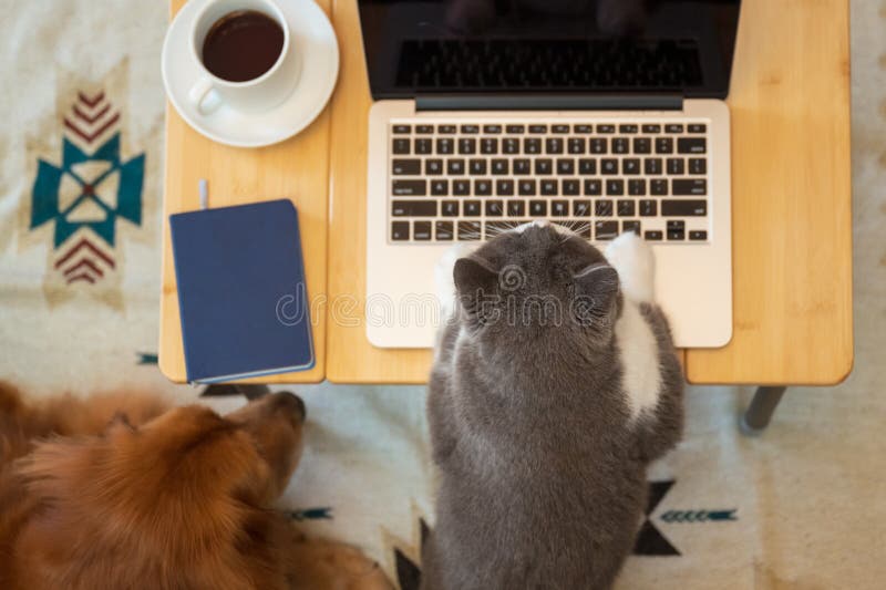 British Shorthair Cat Lying in Front of Computer Stock Photo - Image of ...