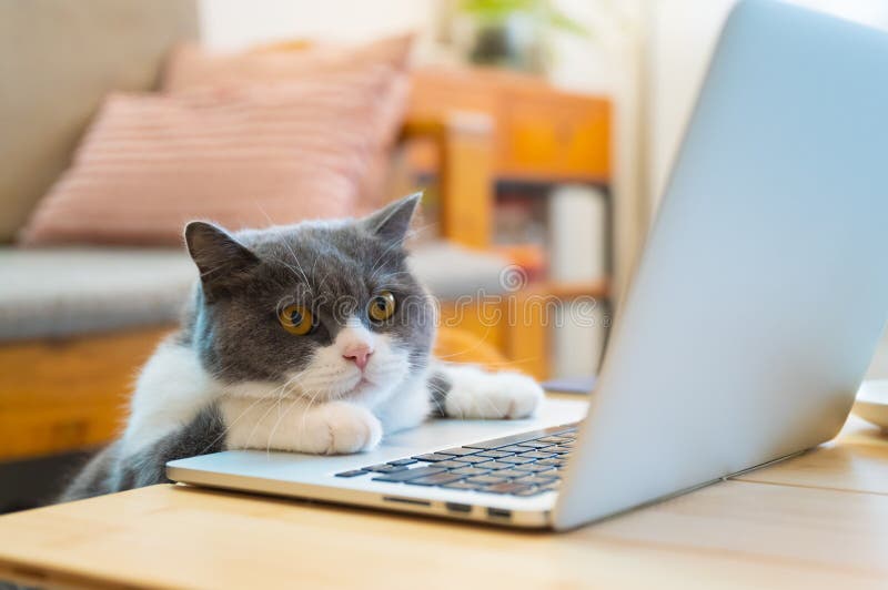 British Shorthair Cat Lying in Front of the Computer Pretending To Work ...