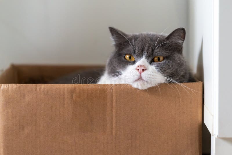 British Shorthair Cat Lying Inside a Cardboard Box Stock Photo - Image ...