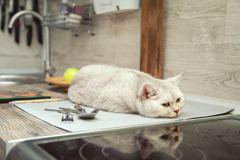 British Shorthair Cat Lying on the Kitchen Table Stock Photo - Image of ...