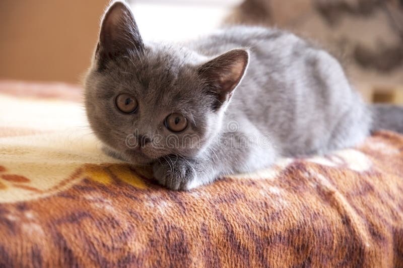 British Shorthair Cat is Playing on the Bad and Looking Forward Stock ...