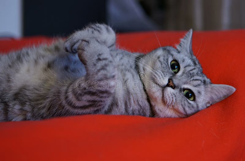 British Shorthair cat stock photo. Image of british, pink - 97175616