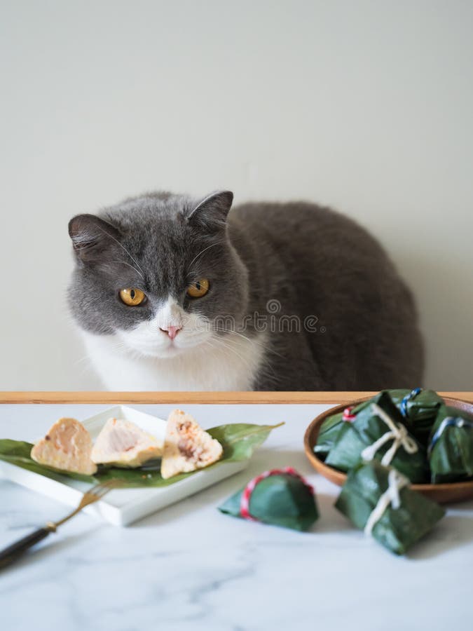 British Shorthair Cat and Rice Dumplings on the Table Stock Photo ...