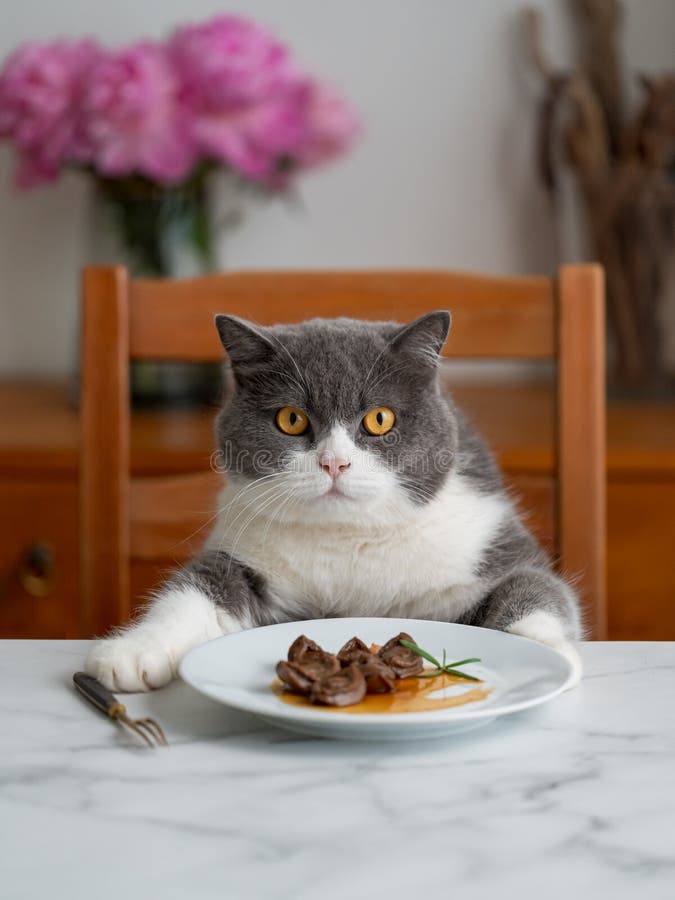 434 Cat Dining Table Stock Photos - Free & Royalty-Free Stock Photos ...