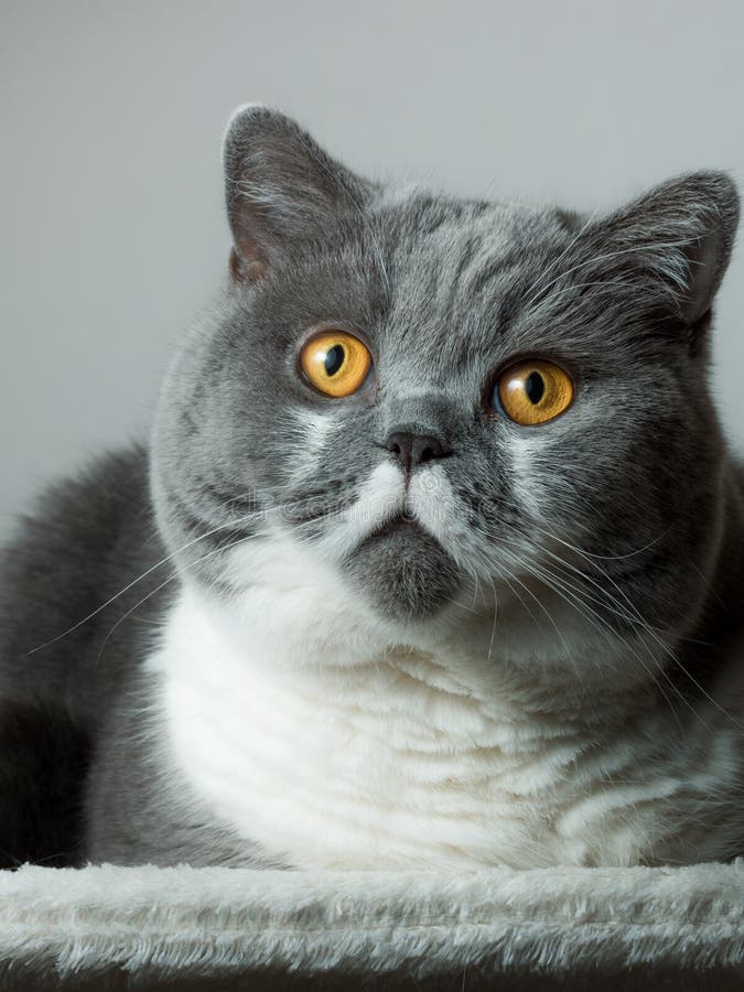 Grey Cat and Pink Flowers stock photo. Image of british - 10872558