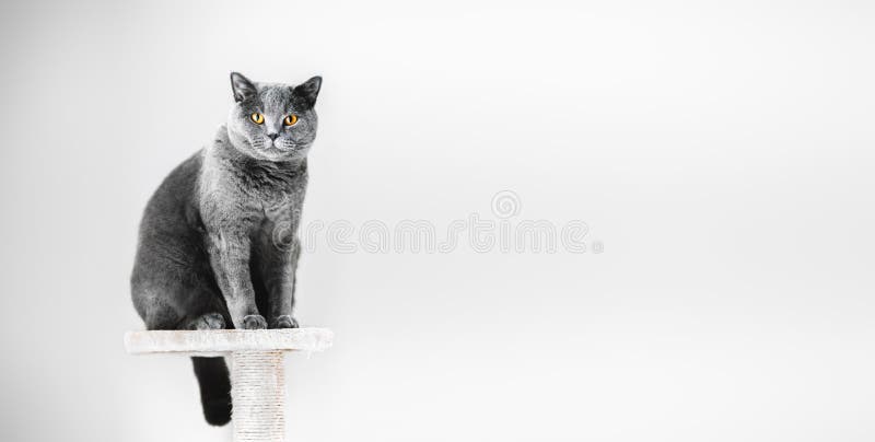 British Shorthair Cat Sitting on Scratcher Stock Image - Image of ...