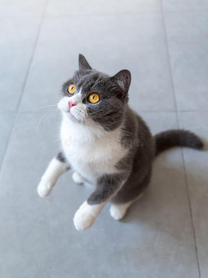 British Shorthair Cat Standing Up Stock Photo - Image of british ...