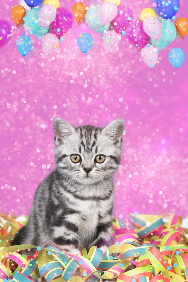 British Shorthair Cat with Streamers Stock Photo - Image of fiesta ...