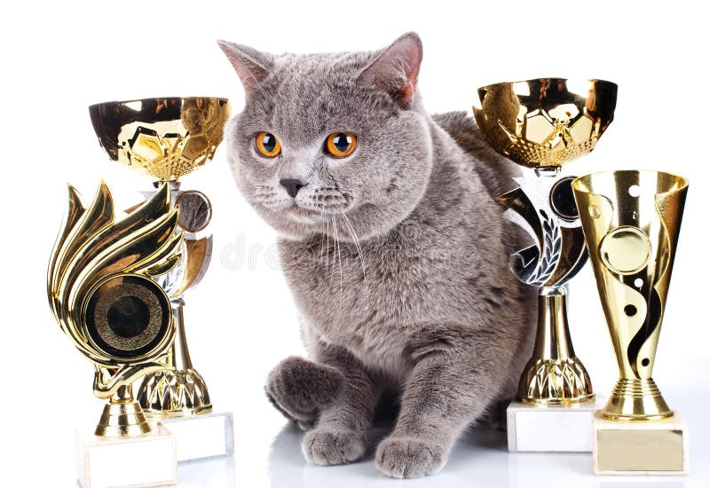 Award Cat Stock Photos - Download 87 Royalty Free Photos