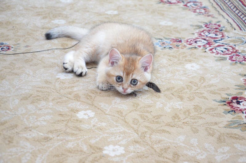 British Shorthair Kitten, BKH Kitten Stock Photo - Image of curiosity ...