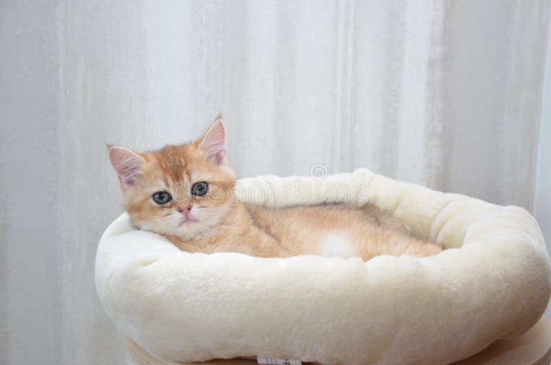 British Shorthair Kitten, BKH Kitten Stock Image - Image of outdoors ...