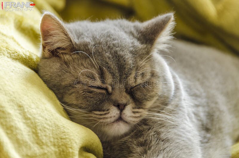 British Shorthair Kitten at Rest Stock Image - Image of grey, kitten ...