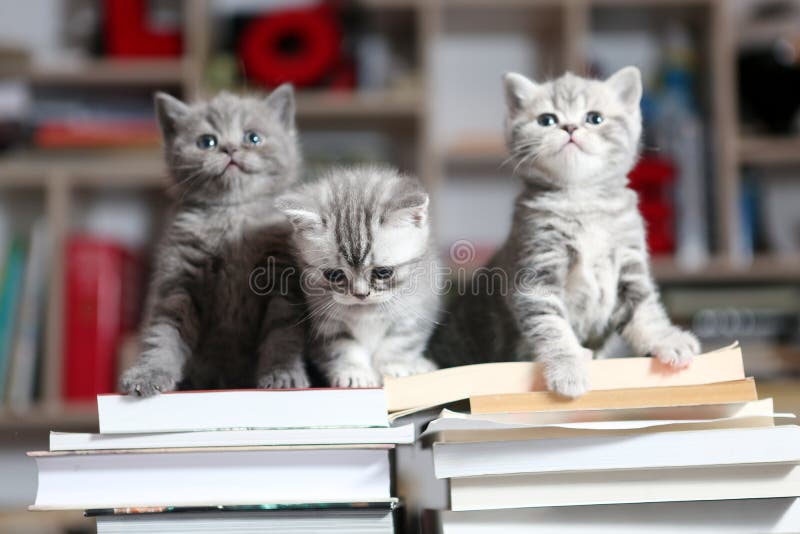 British Shorthair Kittens and Books Stock Image - Image of house ...